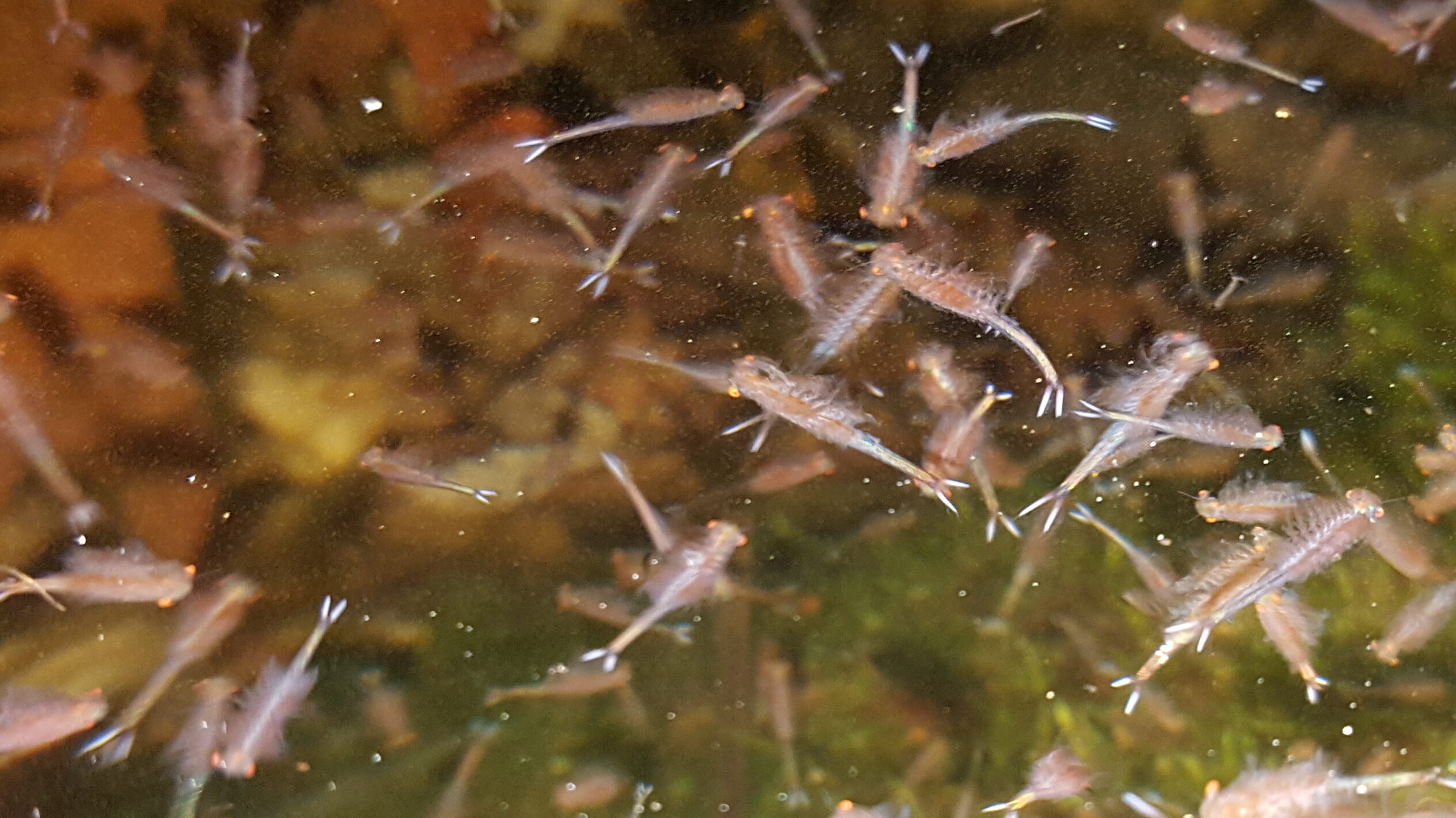 NJDEP| Fish & Wildlife | Invertebrates (Mussels and Insects)