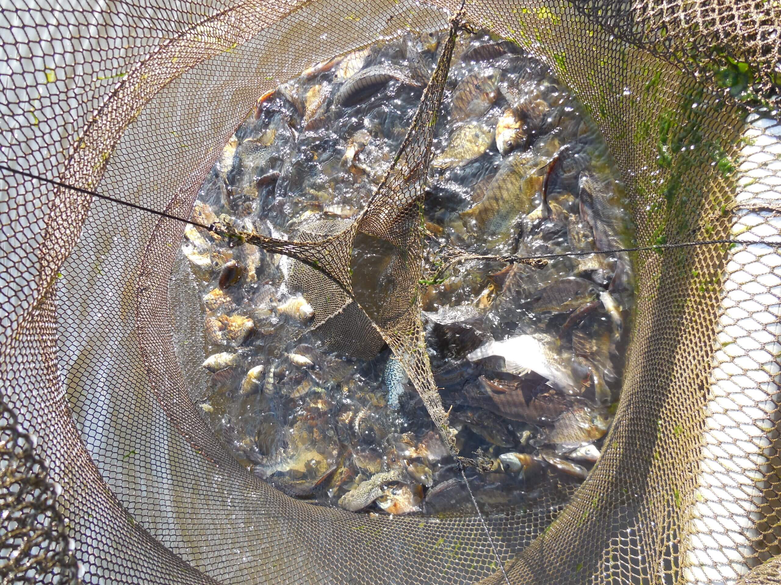 NJDEP| Fish & Wildlife | Trapnetting and Spawning Broodstock for the ...