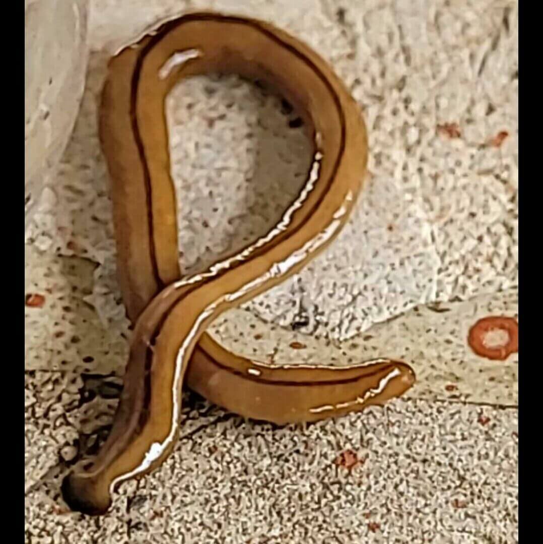 NJDEP| Fish & Wildlife | Invertebrates (Mussels and Insects)