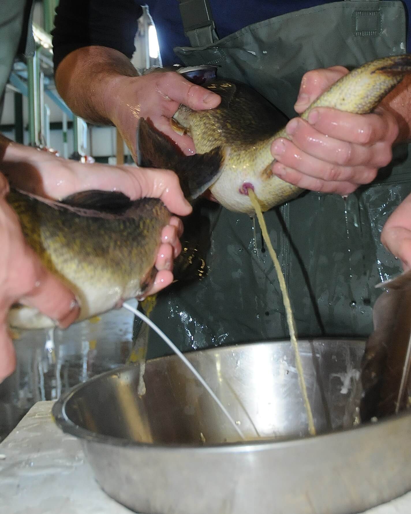 NJDEP| Fish & Wildlife | Trapnetting and Spawning Broodstock for the ...