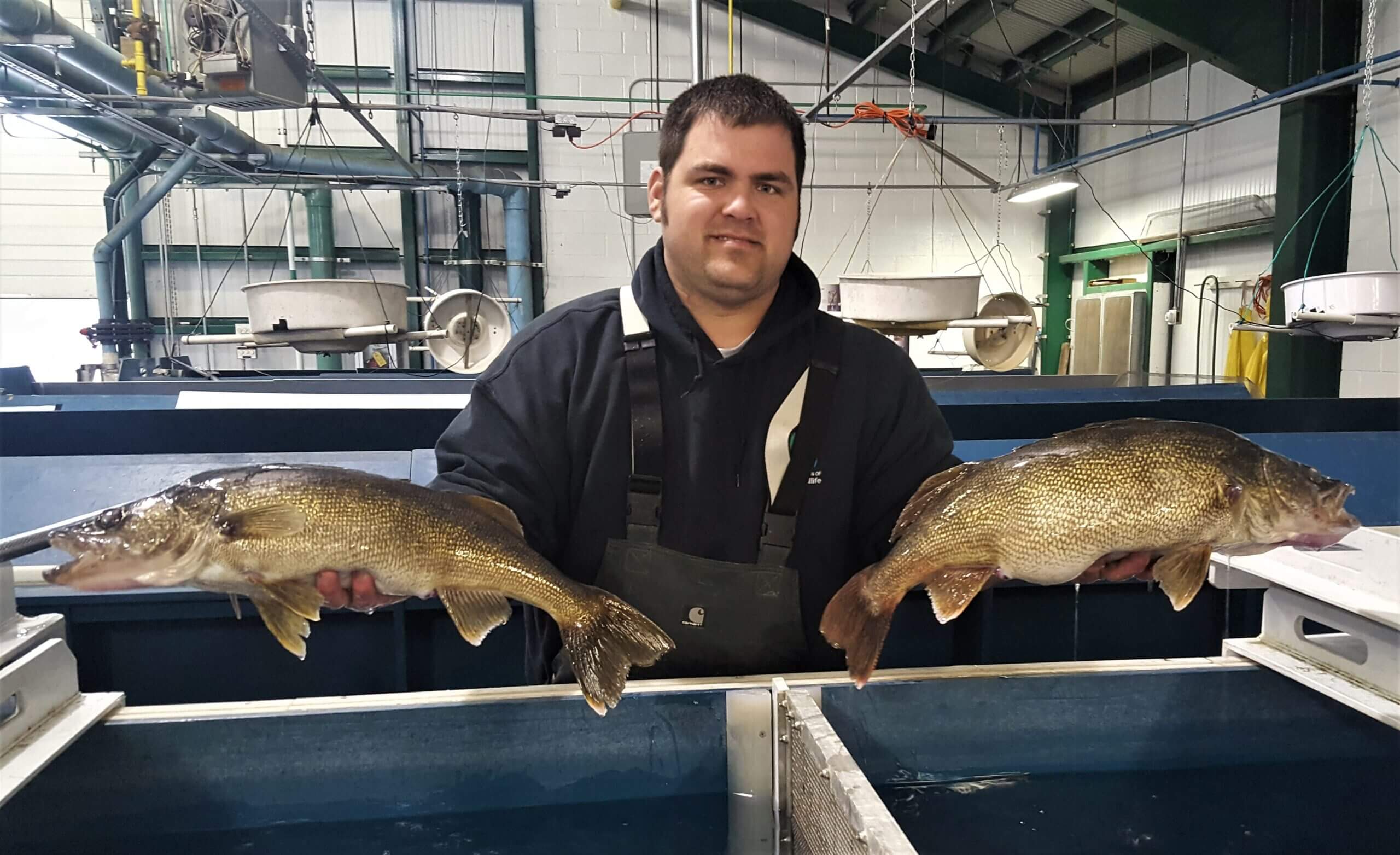 NJDEP| Fish & Wildlife | Trapnetting and Spawning Broodstock for the ...