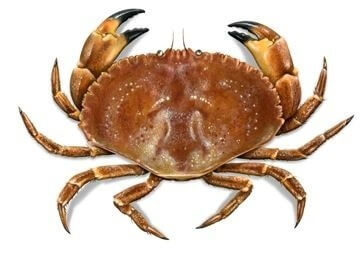 NJDEP| Fish & Wildlife | Jonah Crab Conservation