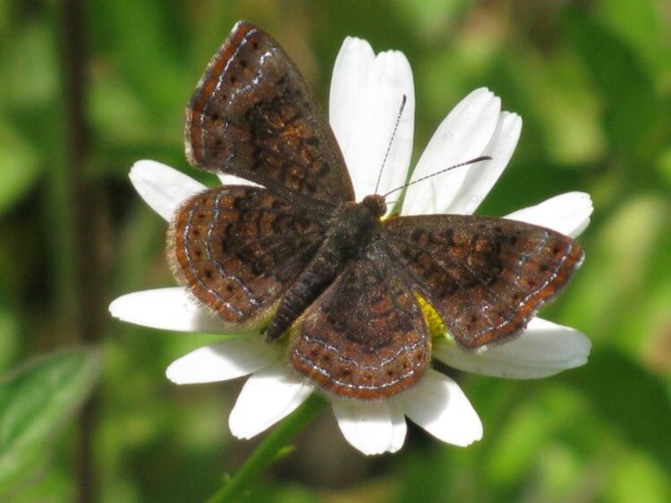 NJDEP| Fish & Wildlife | Butterflies