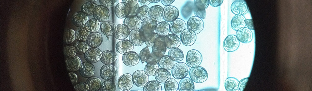 NJDEP| Aquaculture | Home