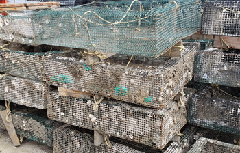 NJDEP| Aquaculture | Shellfish Aquaculture in New Jersey