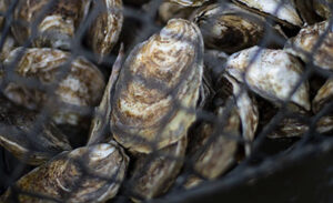 NJDEP| Aquaculture | Home