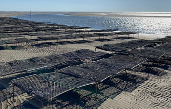 NJDEP| Aquaculture | Shellfish Aquaculture in New Jersey