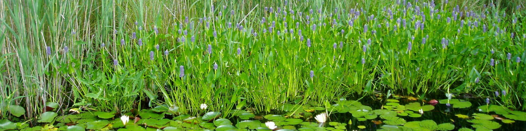 NJDEP| Bureau of Environmental Analysis, Restoration and Standards ...