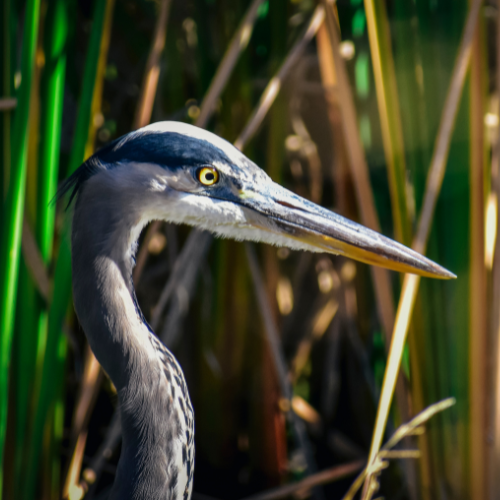 NJDEP| Blue Acres | Floodplain Restoration