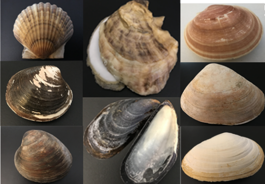 NJDEP| Bureau of Marine Water Monitoring | Bureau of Marine Water ...