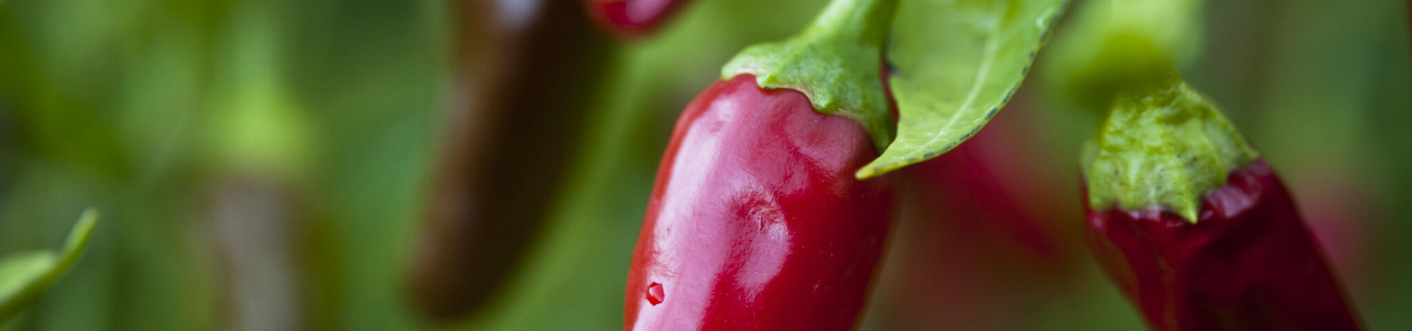 NJDEP| Clean Water NJ | In The Garden