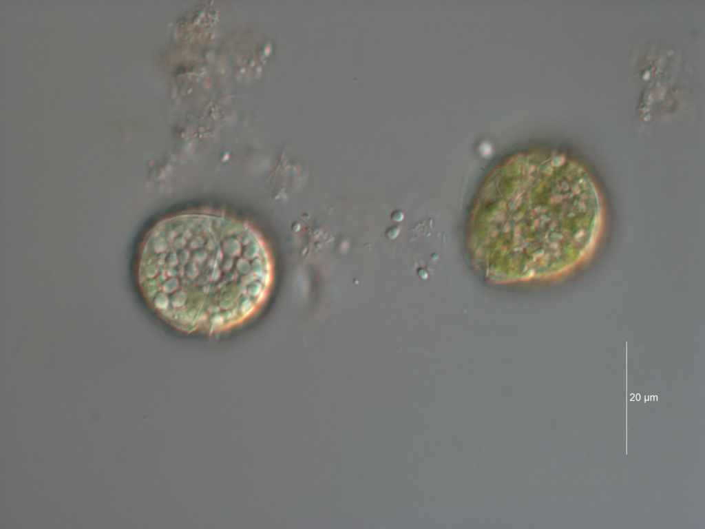 NJDEP| Division of Science and Research | Gymnodinium aureolum