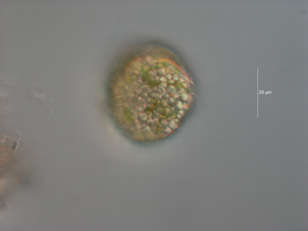 NJDEP| Division of Science and Research | Gymnodinium aureolum