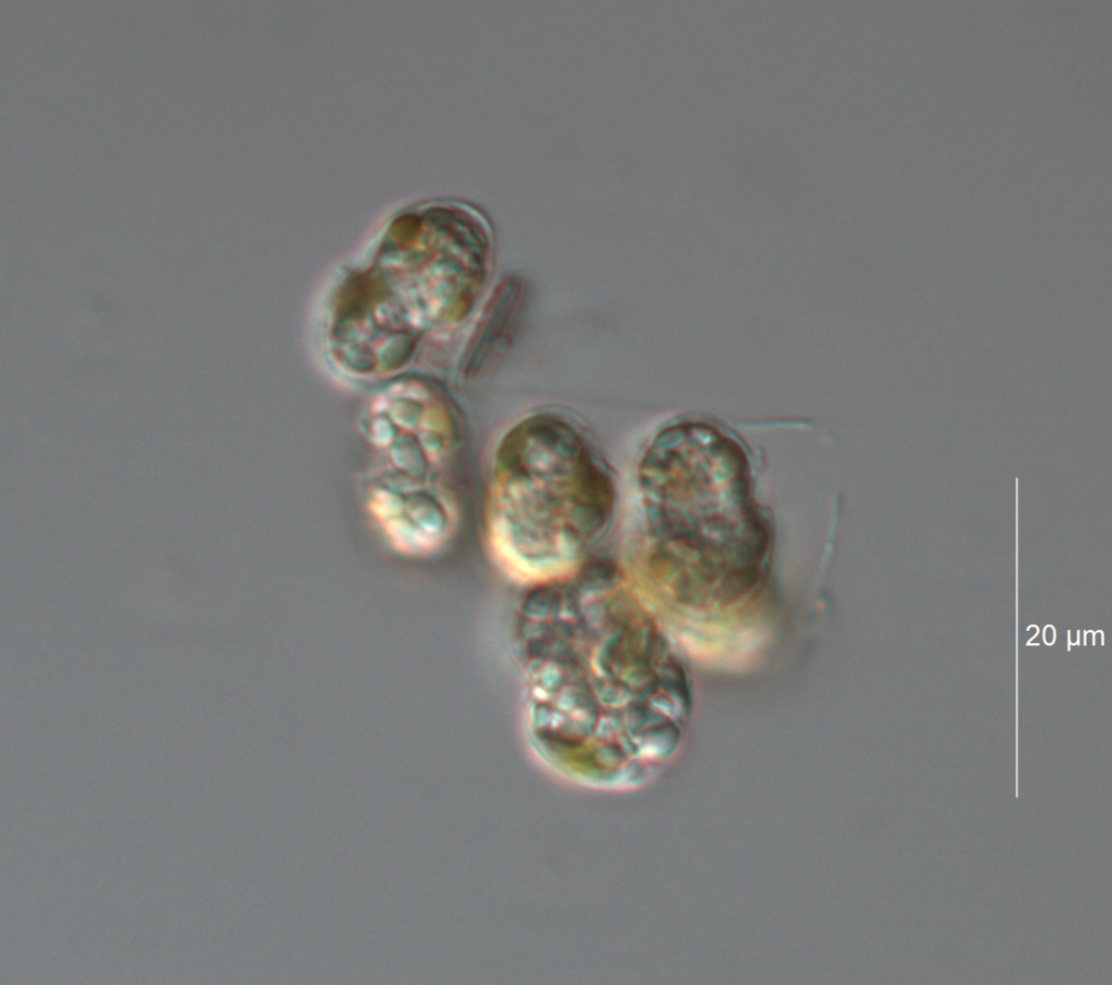 NJDEP| Division of Science and Research | Heterocapsa niei