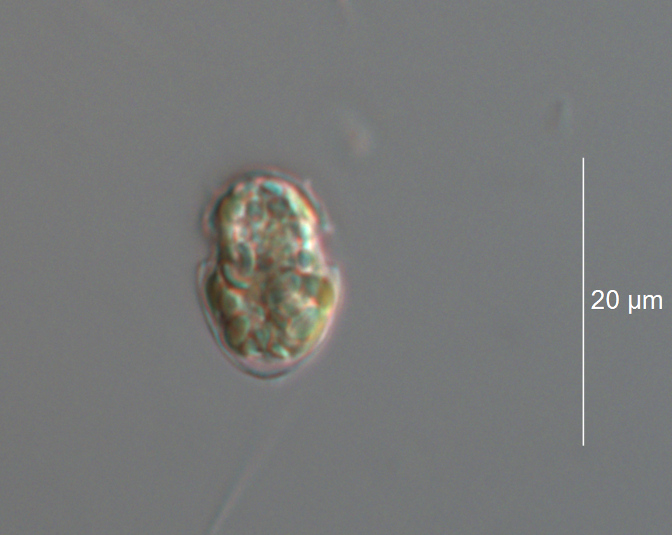 NJDEP| Division of Science and Research | Heterocapsa niei