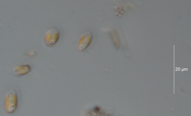 NJDEP| Division of Science and Research | Prymnesium parvum