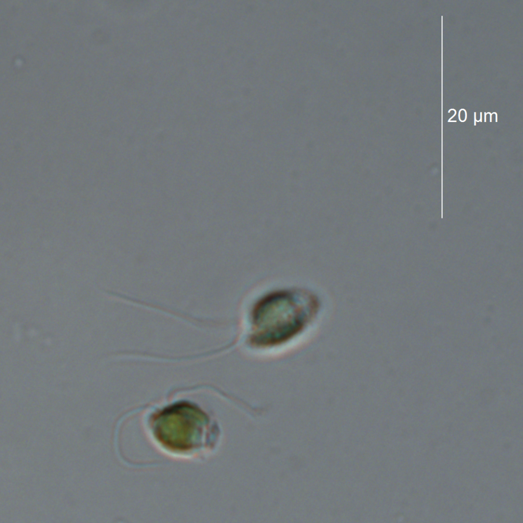 NJDEP| Division of Science and Research | Prymnesium parvum