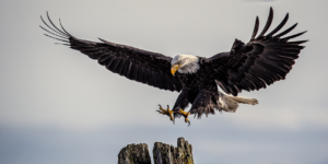 NJDEP| Division of Science and Research | Wildlife Populations-Bald Eagle