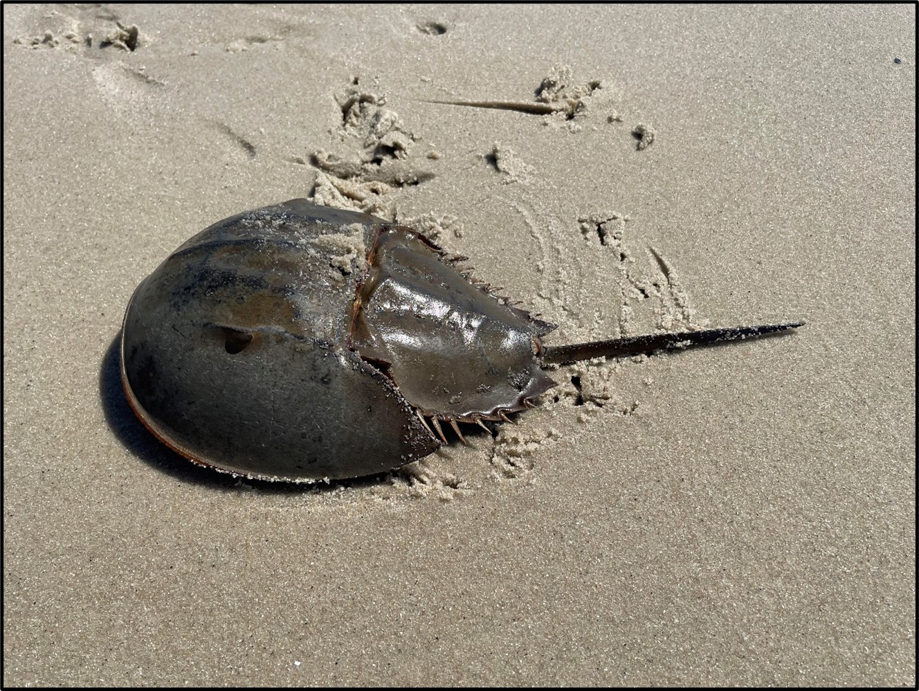 NJDEP| Division of Science and Research | Wildlife Populations ...