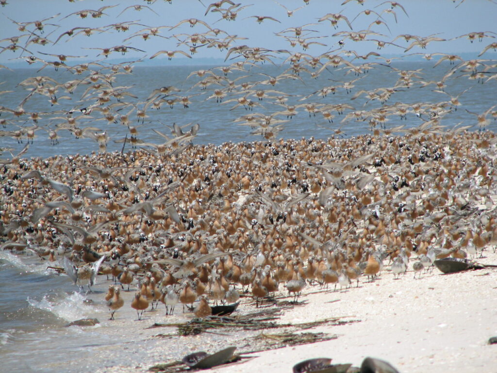 NJDEP| Division of Science and Research | Wildlife Populations-Red Knot