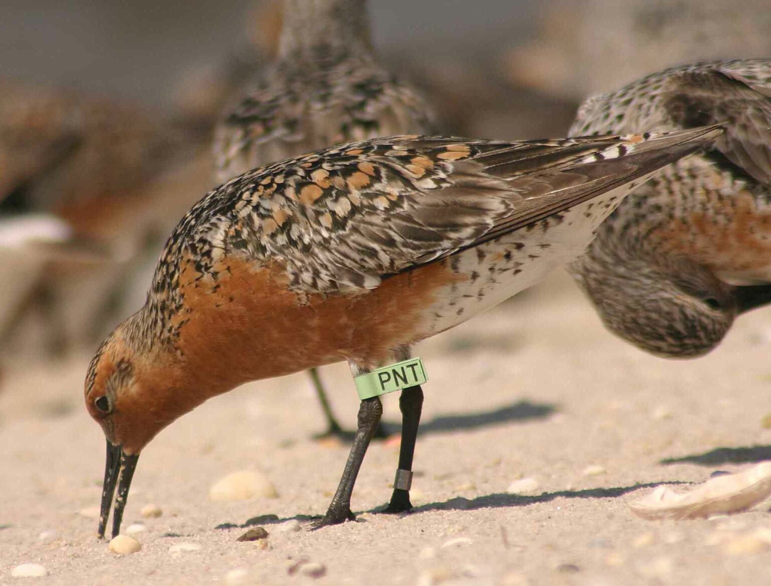 NJDEP| Division of Science and Research | Wildlife Populations-Red Knot