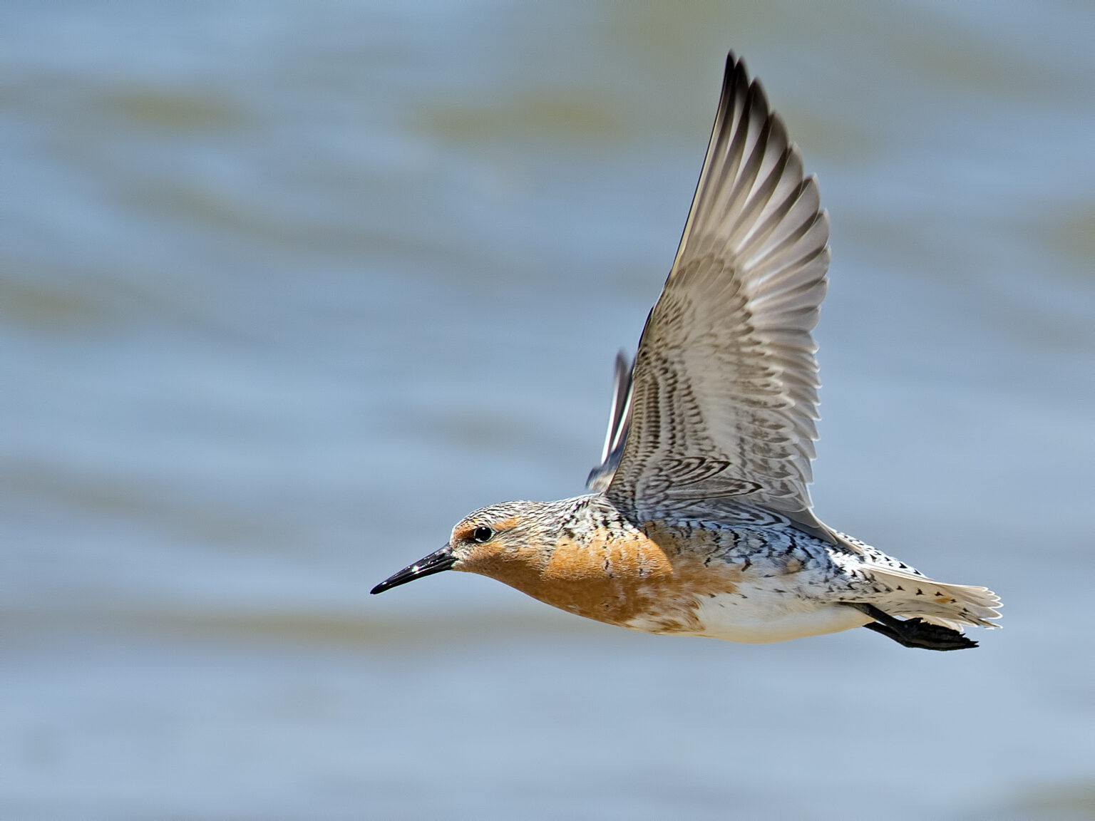NJDEP| Division of Science and Research | Wildlife Populations-Red Knot