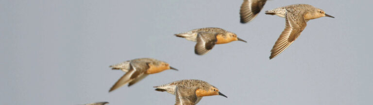 NJDEP| Division of Science and Research | Wildlife Populations-Red Knot