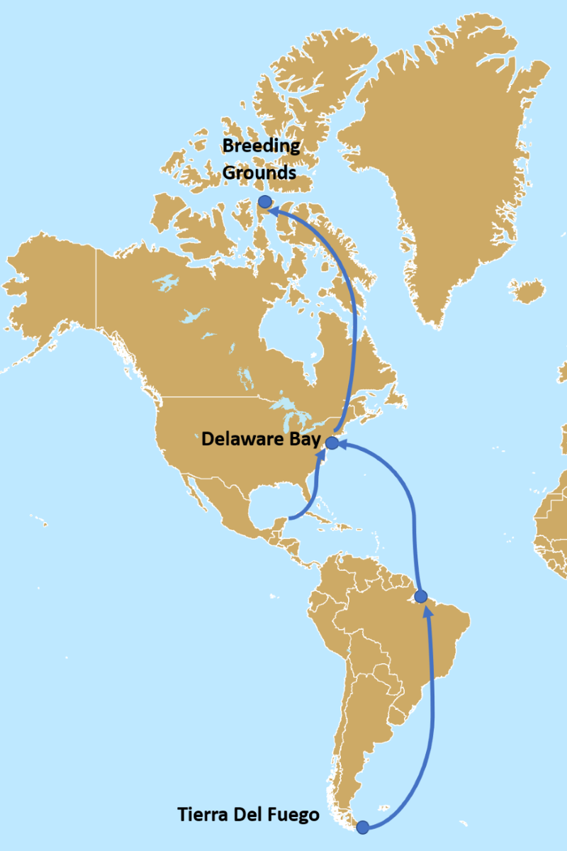 NJDEP| Division of Science and Research | Wildlife Populations-Red Knot