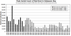 NJDEP| Division of Science and Research | Wildlife Populations-Red Knot