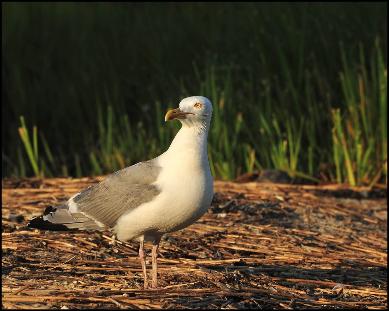 NJDEP| Division of Science and Research | Wildlife Populations-Seabirds