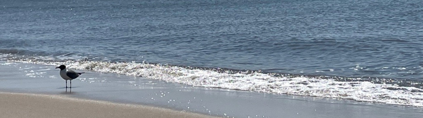 NJDEP| Division of Science and Research | Wildlife Populations-Seabirds