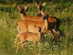 NJDEP| Division of Science and Research | Wildlife Populations-White ...