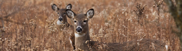 NJDEP| Division of Science and Research | Wildlife Populations-White ...