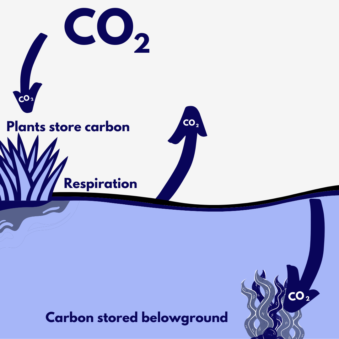 NJDEP| Greenhouse Gas | Carbon Sequestration