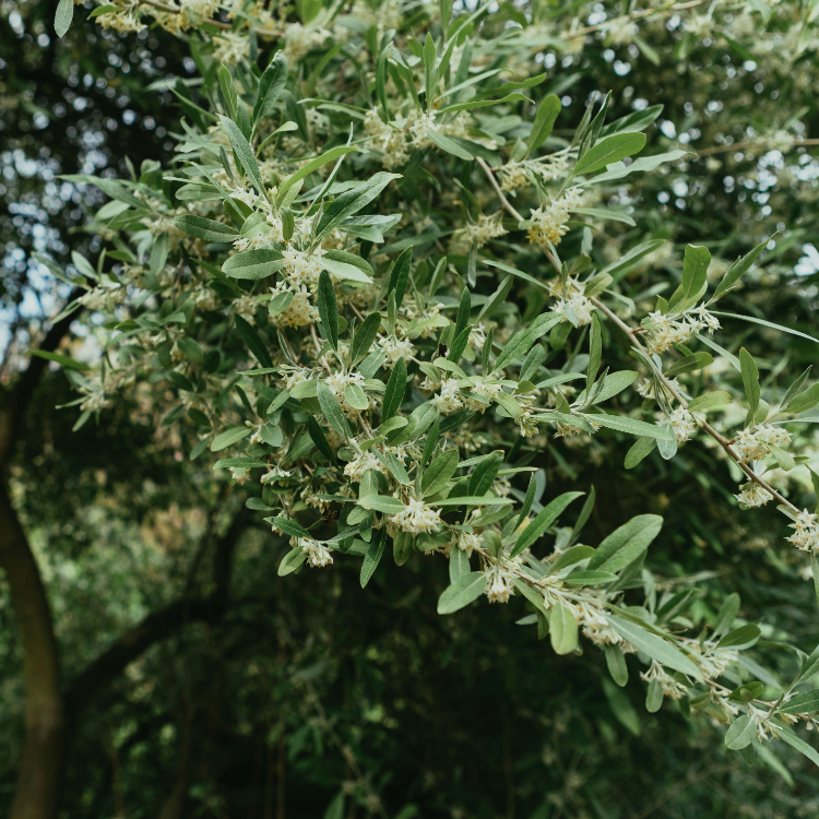 NJDEP| Invasive Species | Invasive Plants