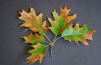 NJDEP| Invasive Species | Invasive Pathogens and Fungi