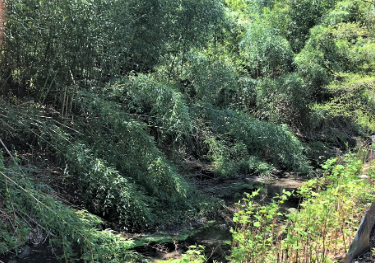 NJDEP| Invasive Species | Home