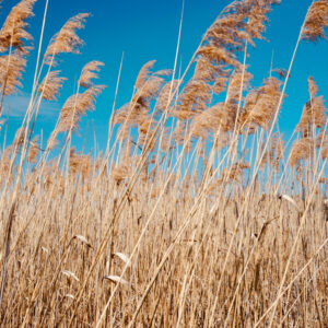 NJDEP| Invasive Species | Invasive Plants