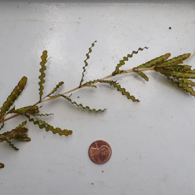 NJDEP| Invasive Species | Invasive Plants