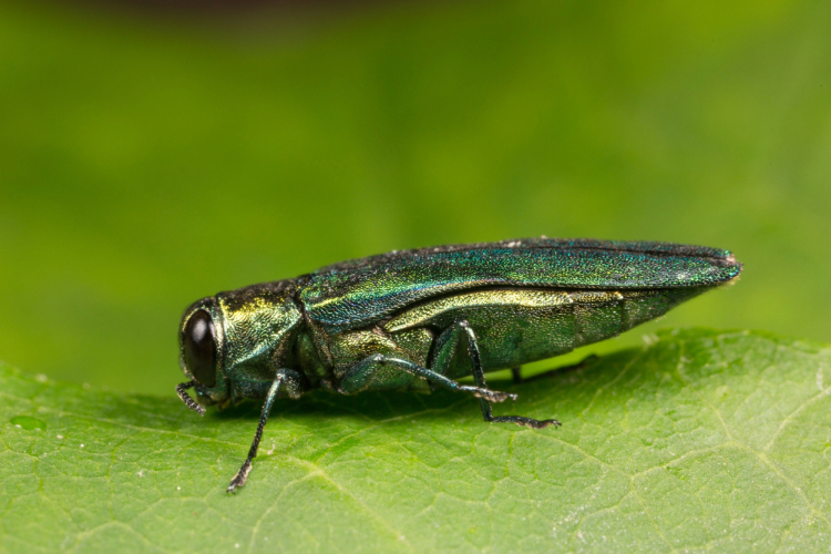 NJDEP| Invasive Species | Invasive Animals and Pests
