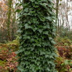 NJDEP| Invasive Species | Invasive Plants