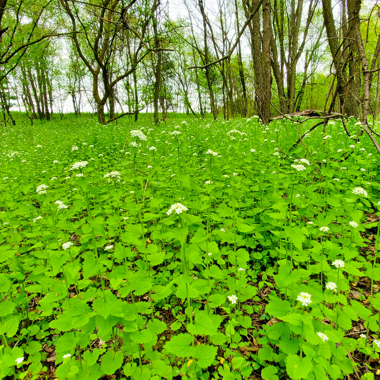NJDEP| Invasive Species | Home