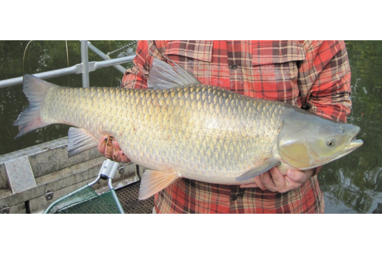 NJDEP| Invasive Species | Invasive Animals and Pests