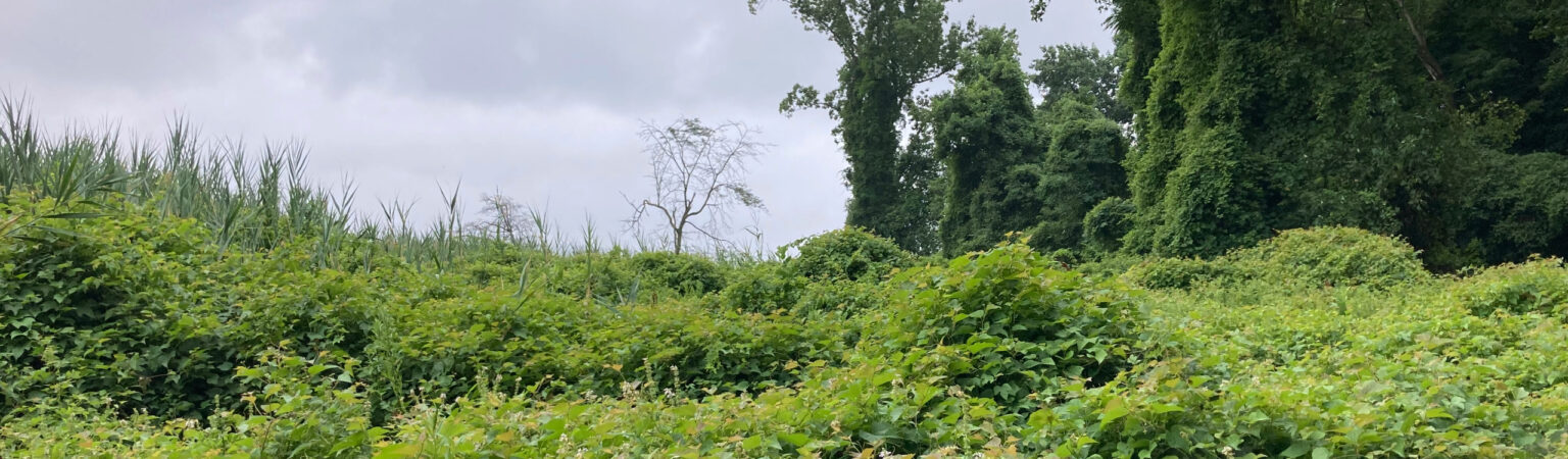 NJDEP| Invasive Species | Home