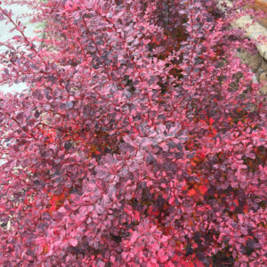 NJDEP| Invasive Species | Invasive Plants