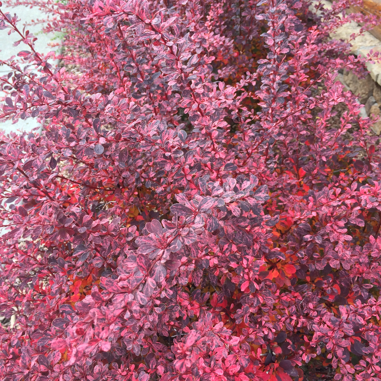 NJDEP| Invasive Species | Invasive Plants