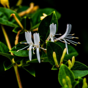 NJDEP| Invasive Species | Invasive Plants