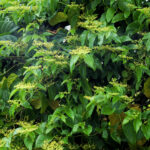 NJDEP| Invasive Species | Invasive Plants