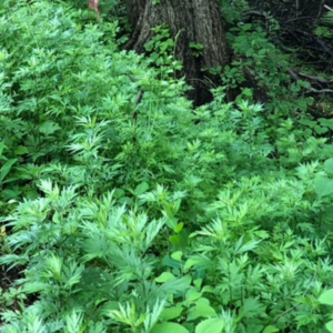 NJDEP| Invasive Species | Invasive Plants