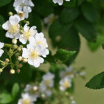 NJDEP| Invasive Species | Invasive Plants